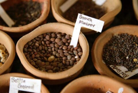 The Seeds of Vandana Shiva - A documentary film